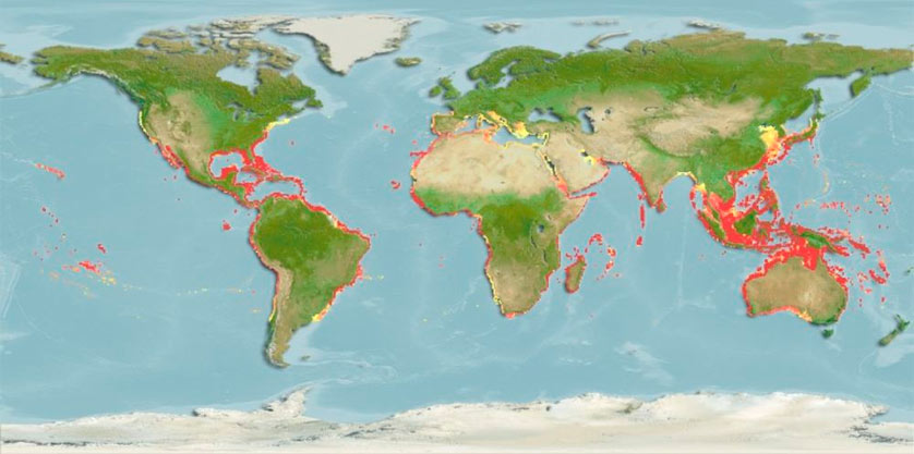Shark Fishing: A Guide to Species – World Wide Sport Fishing Charters